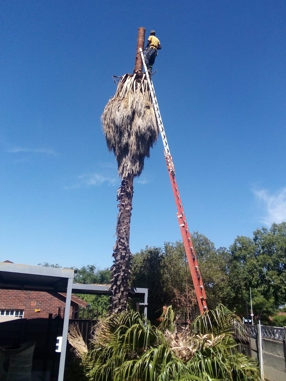 JHB Cleaners - Fully Insured Tree Fellers Centurion, Gauteng - Tree Felling